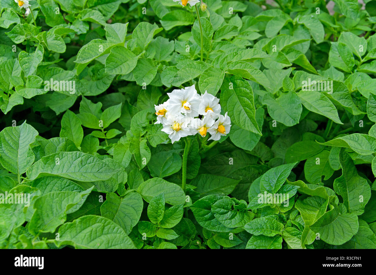 flowering of the potato plant Stock Photo - Alamy