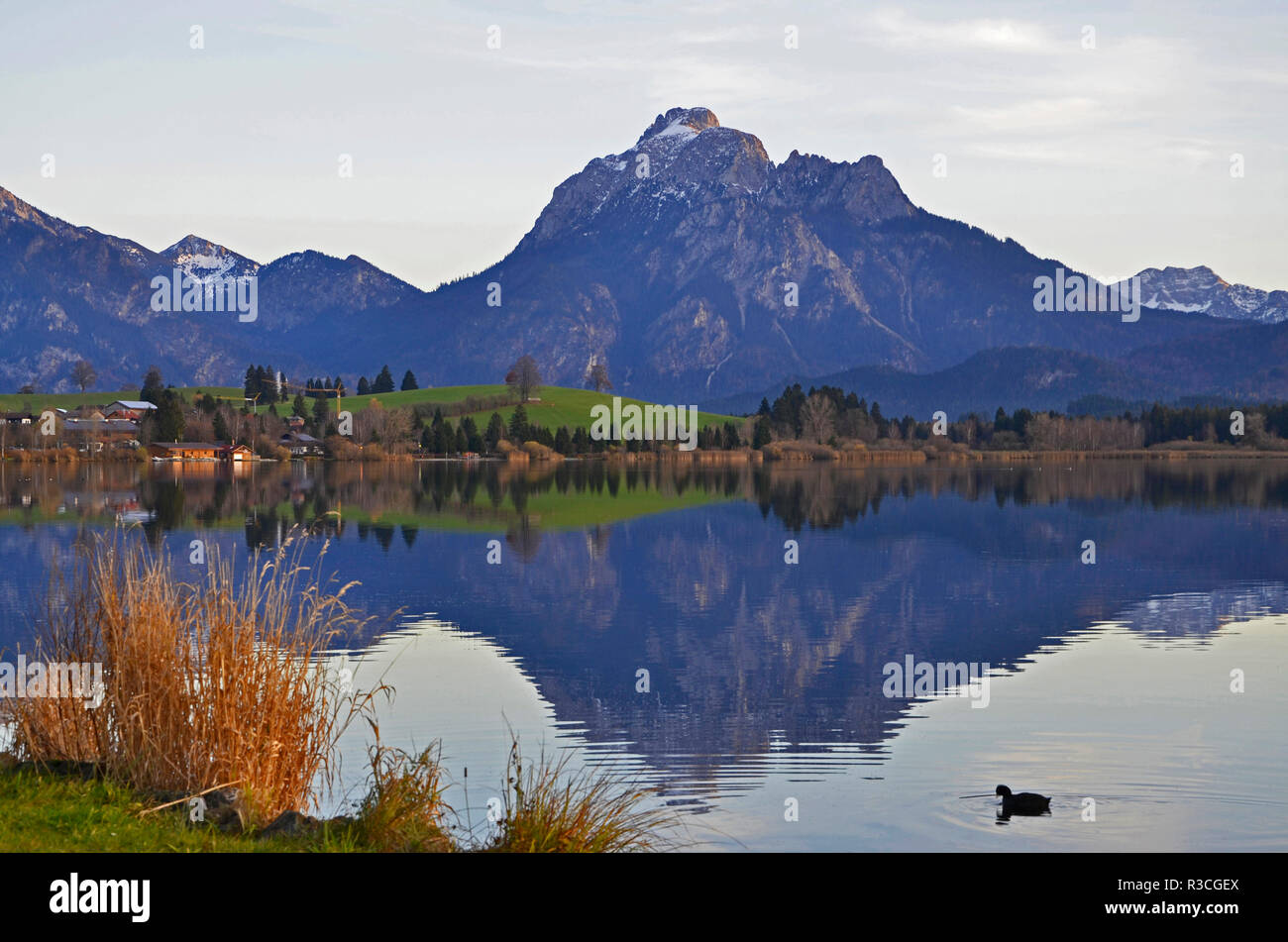 sÃ¤uling over the hopfensee Stock Photo - Alamy
