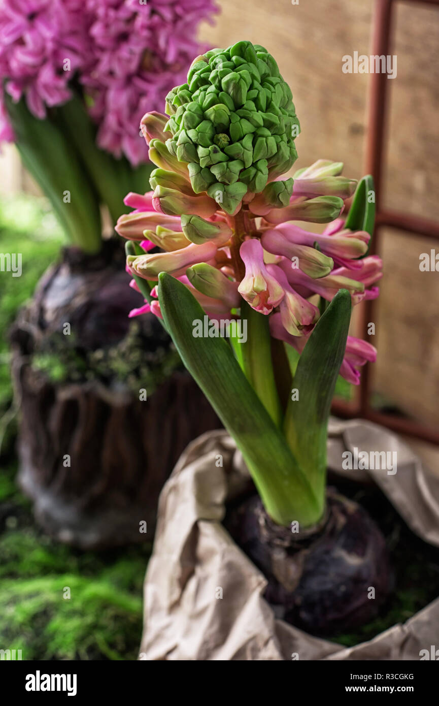 blooming spring flowers hyacinth Stock Photo - Alamy