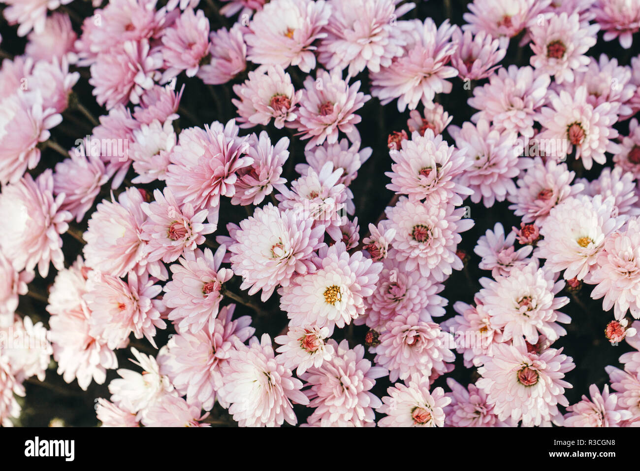 Close-up of beautiful pink chrysanthemum. Flowers spring or summer ...