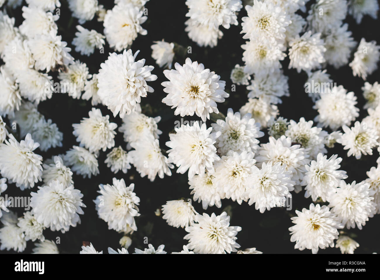Close-up of beautiful white chrysanthemum. Flowers spring or summer ...