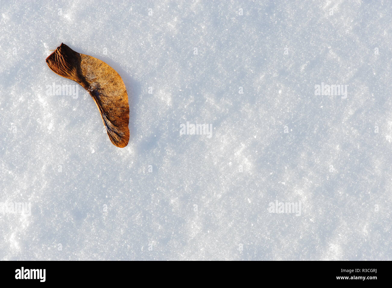 Maple (Acer platanoides) seed on snow surface Stock Photo - Alamy