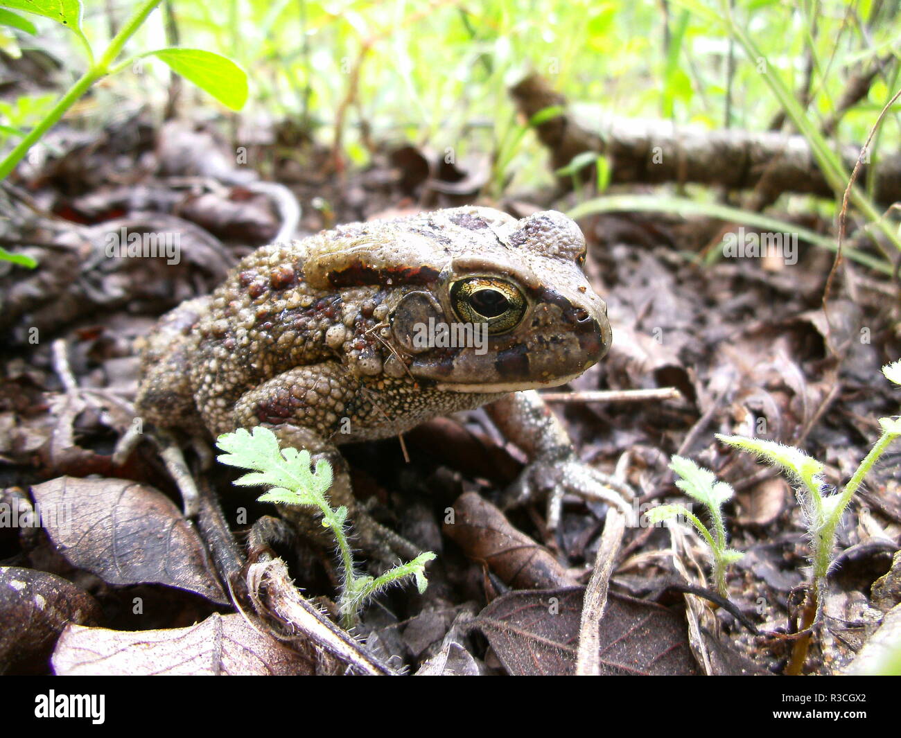 Brownish toad hi-res stock photography and images - Alamy