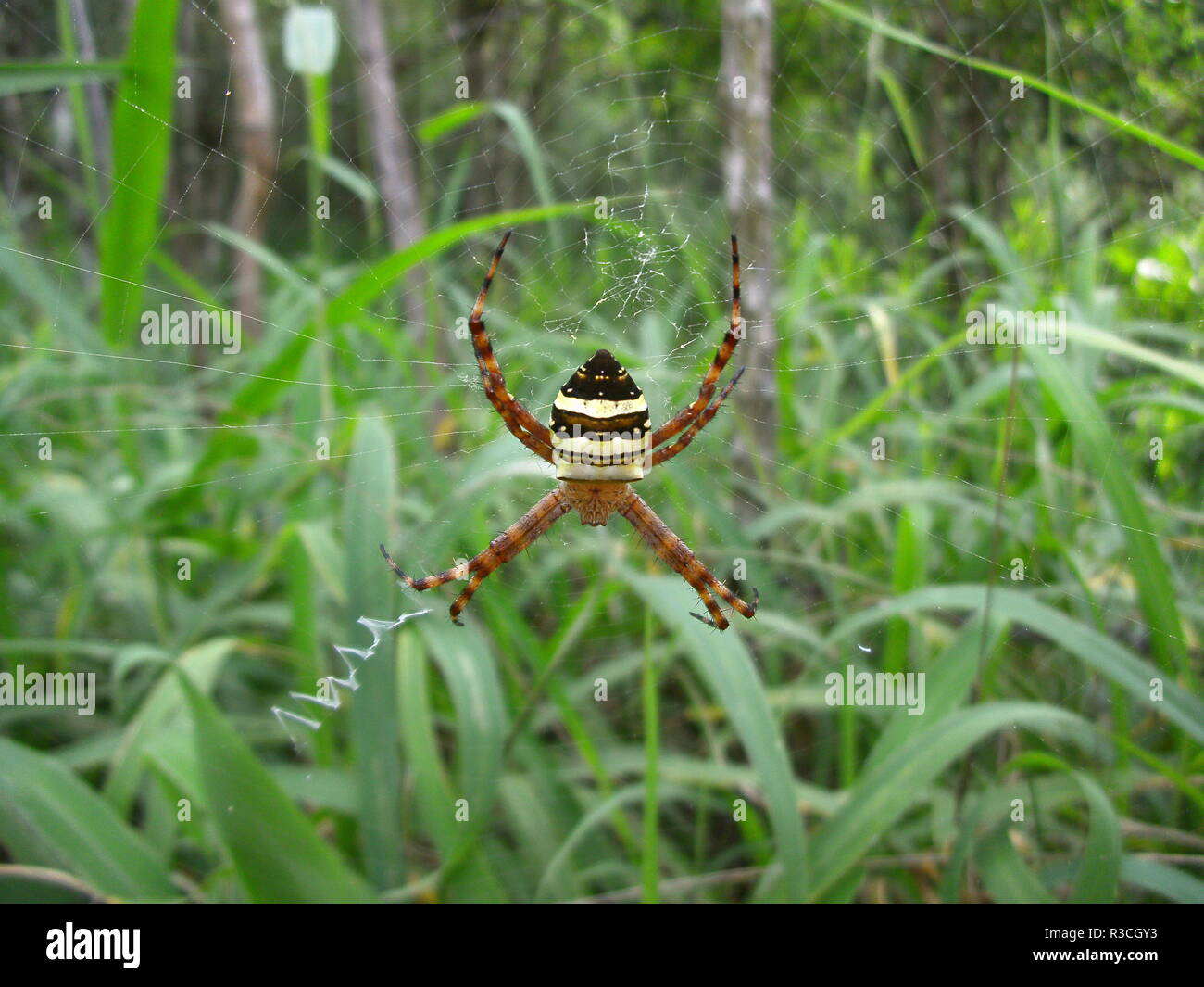 Striped spider hi-res stock photography and images - Alamy