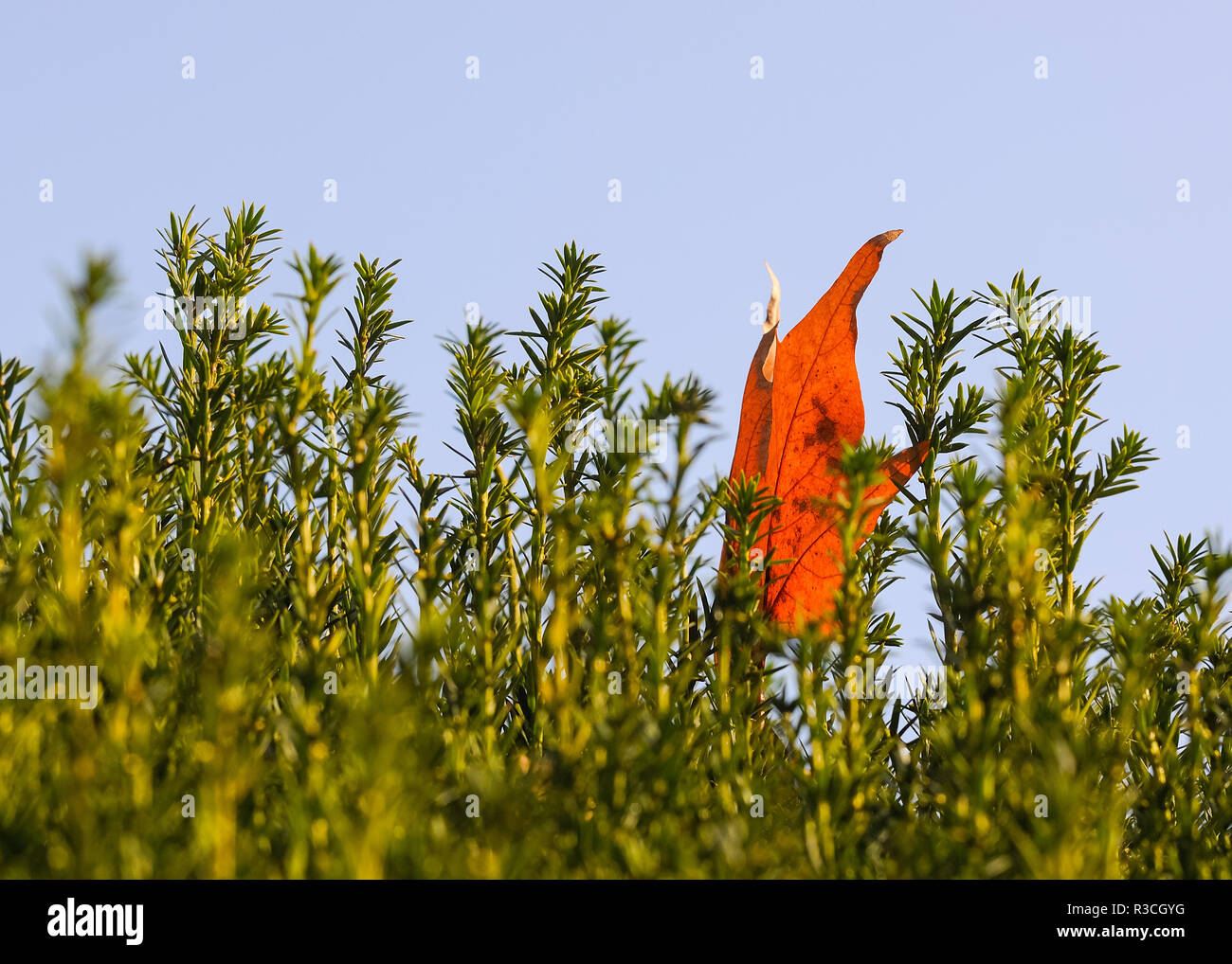 red leaf in the hedge in autumn Stock Photo - Alamy