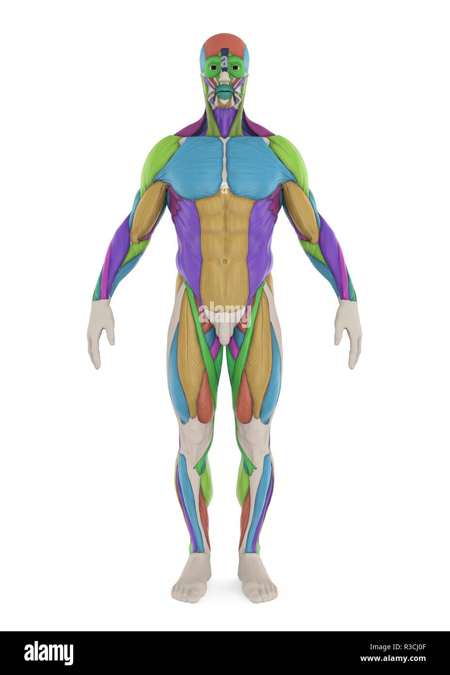 Male Muscular System Isolated Stock Photo - Alamy