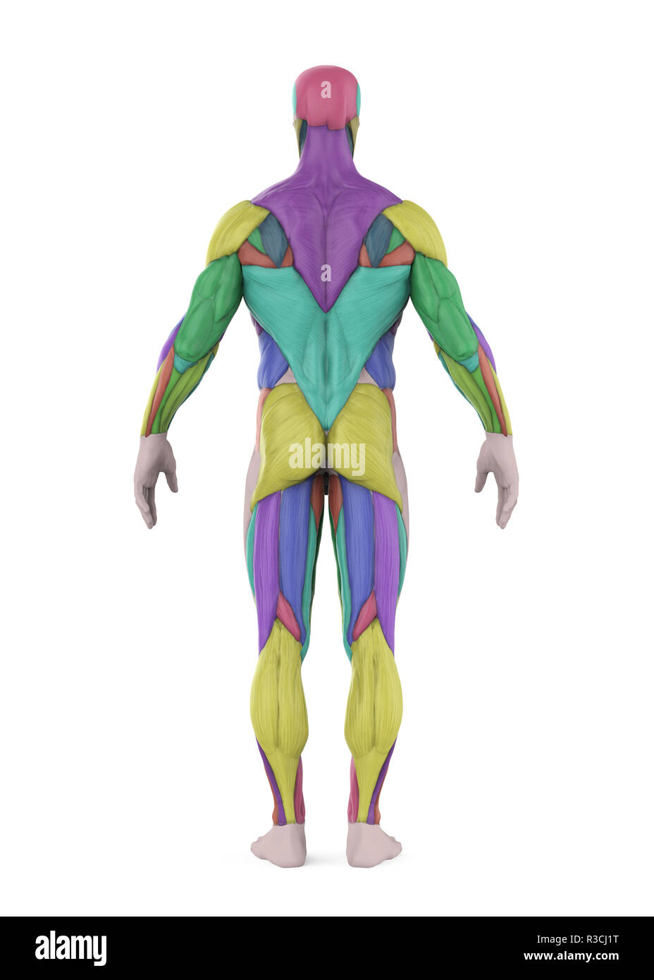 Male Muscular System Isolated Stock Photo - Alamy