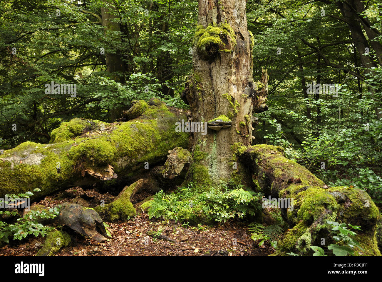 Rotten beech tree trunk hi-res stock photography and images - Alamy