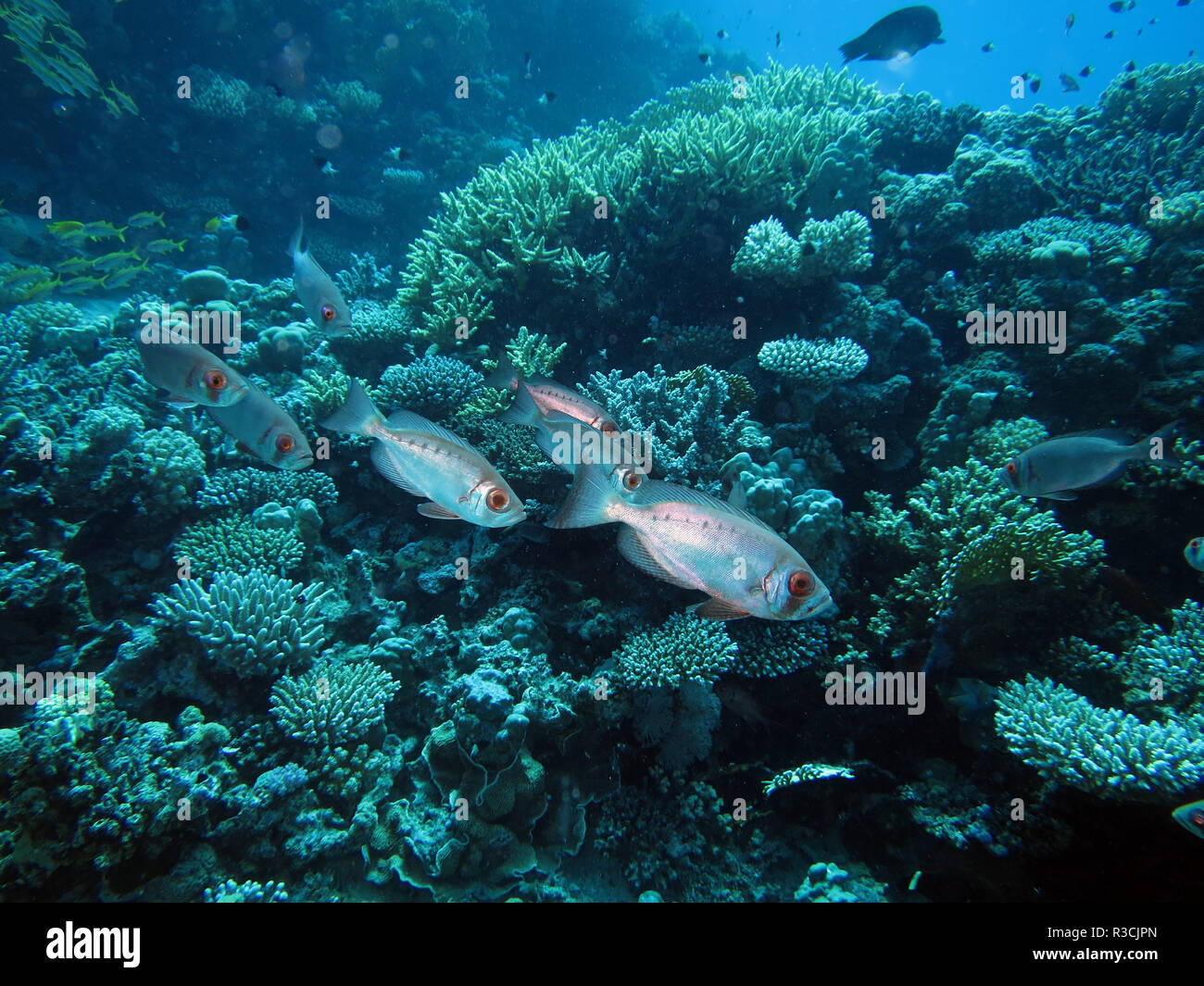 Fish eye underwater hi-res stock photography and images - Alamy