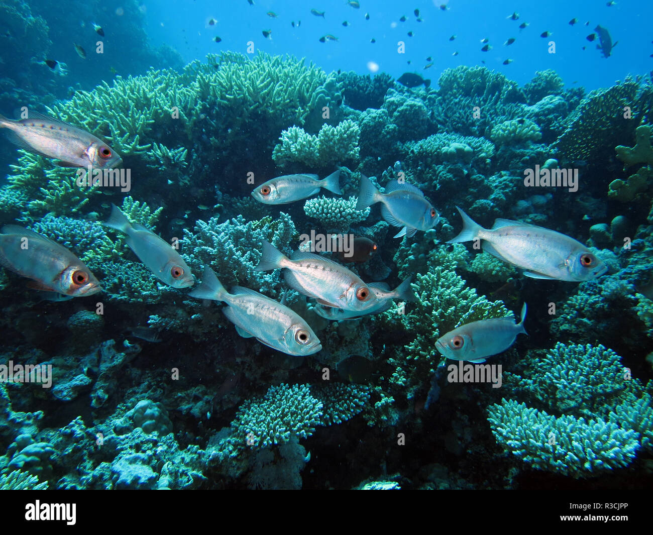 Perch fins hi-res stock photography and images - Alamy