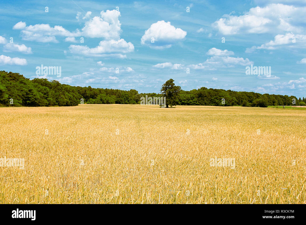 landscape in brandenburg Stock Photo - Alamy