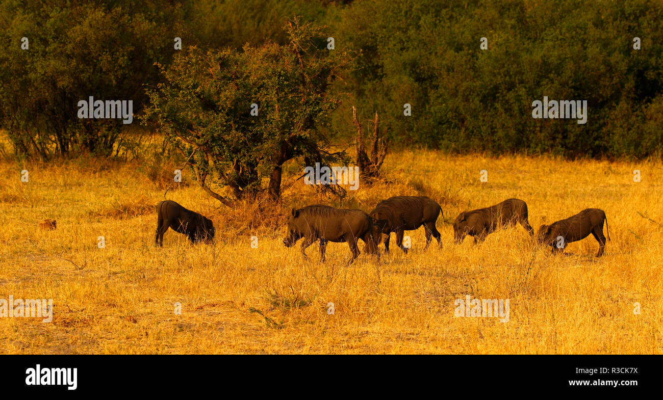 Family of Warthogs feeding Stock Photo - Alamy