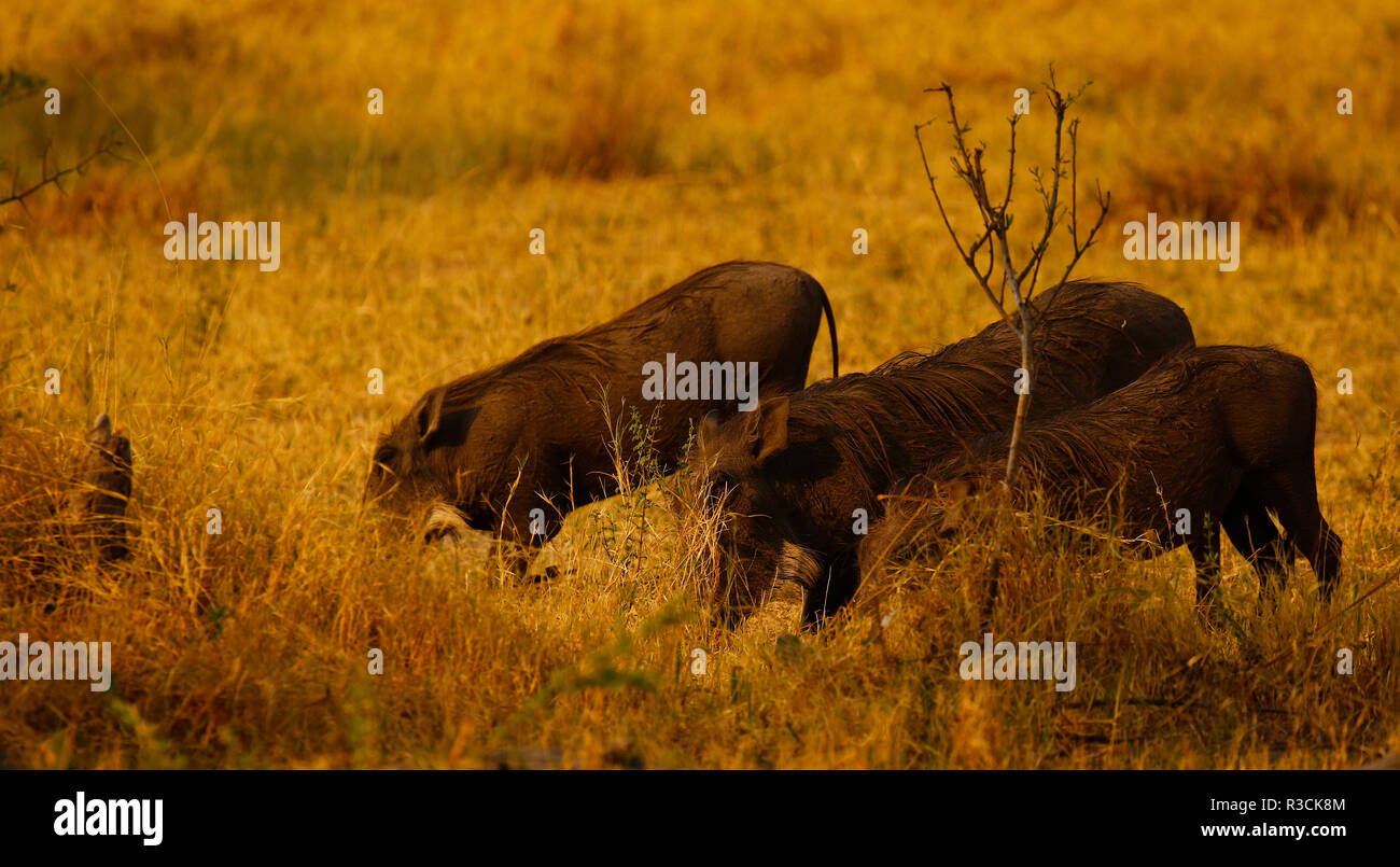 Family of Warthogs feeding Stock Photo - Alamy