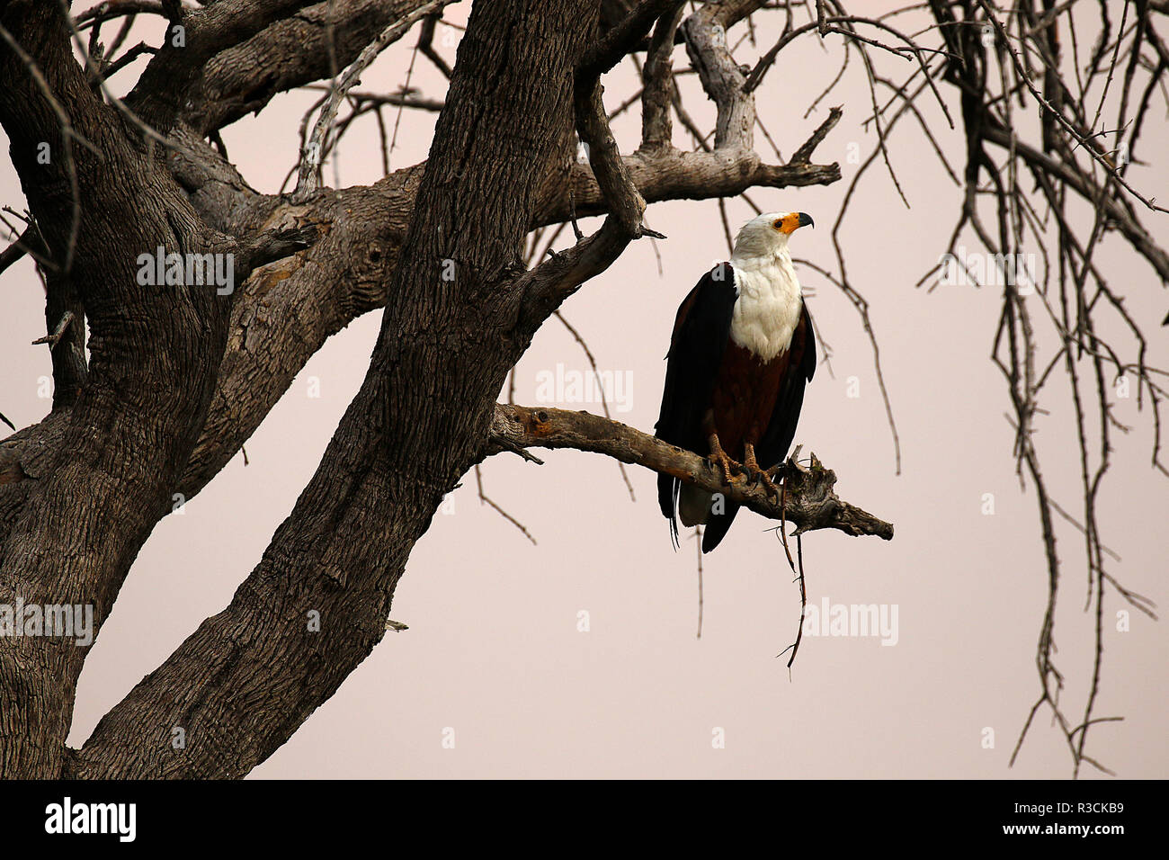 African Fish Eagle perched high up a tree Stock Photo - Alamy