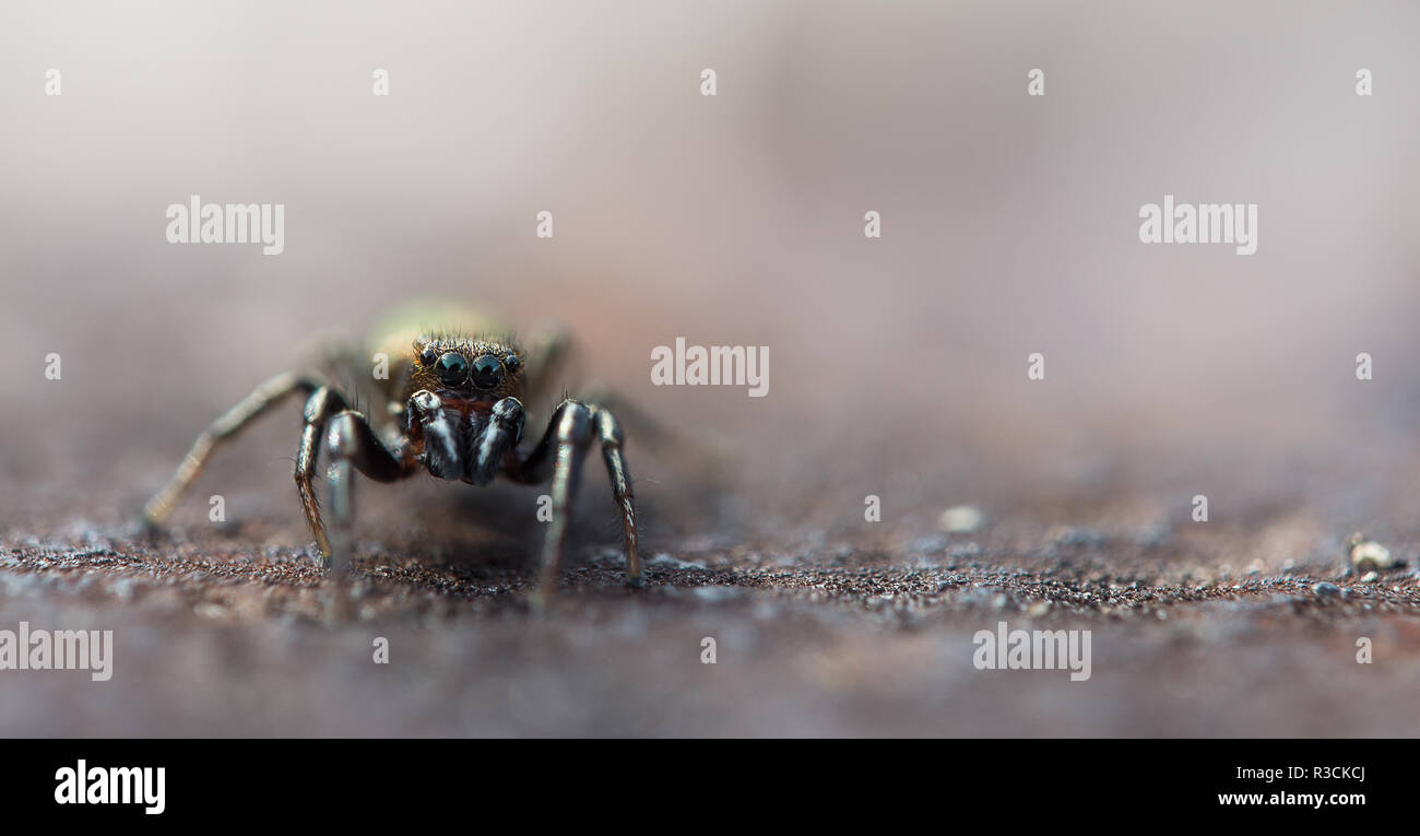 heliophanus aeneus maennchen Stock Photo - Alamy