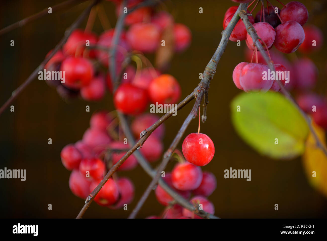 Kirscha pfel hi-res stock photography and images - Alamy