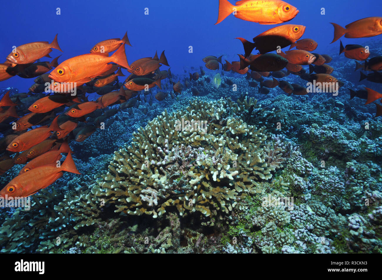 Blue eyes fish hi-res stock photography and images - Alamy