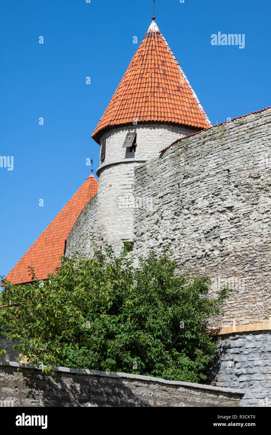 Coniform hi-res stock photography and images - Alamy