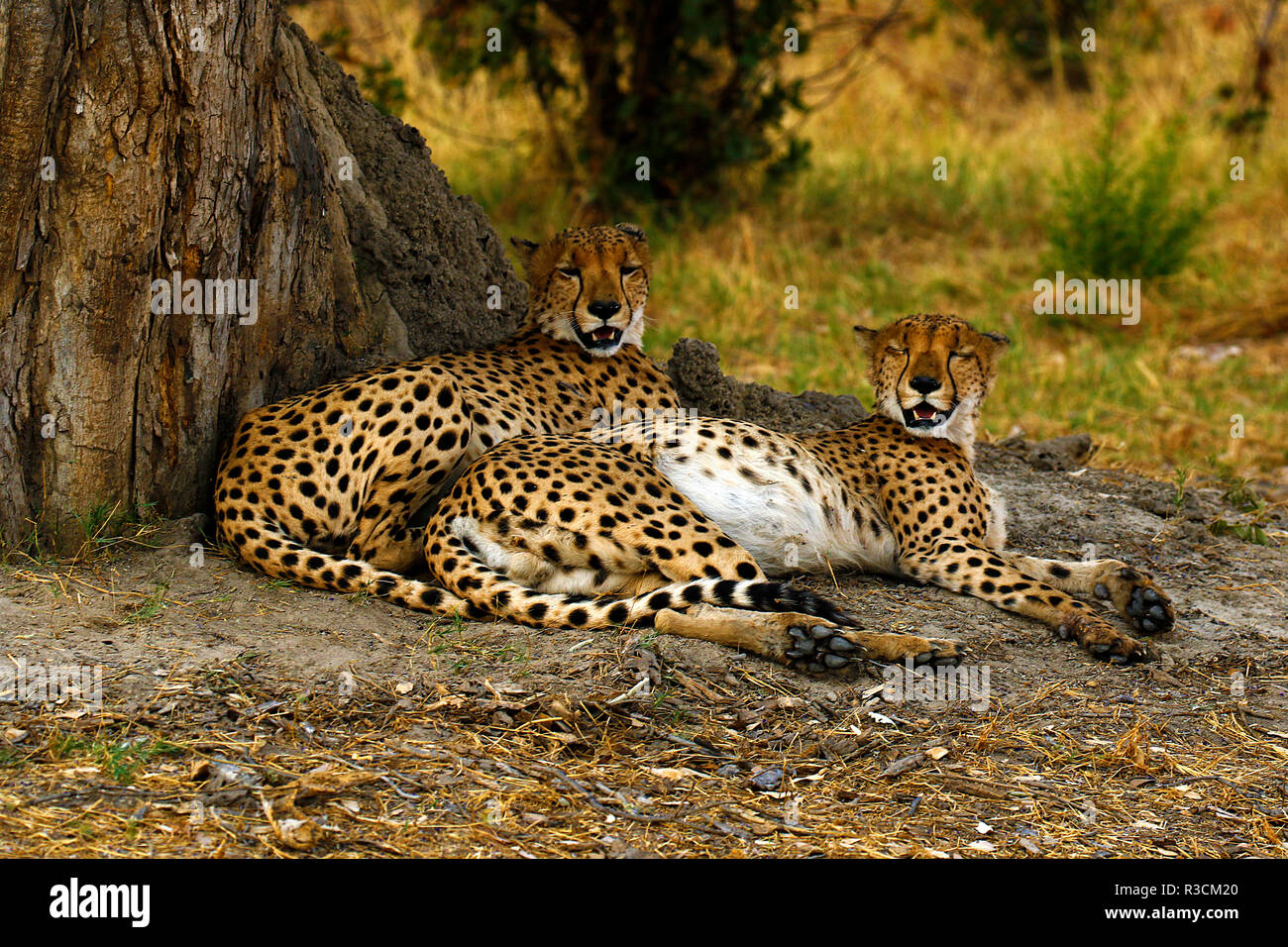 Cheetah Brothers relaxing after a meal Stock Photo - Alamy