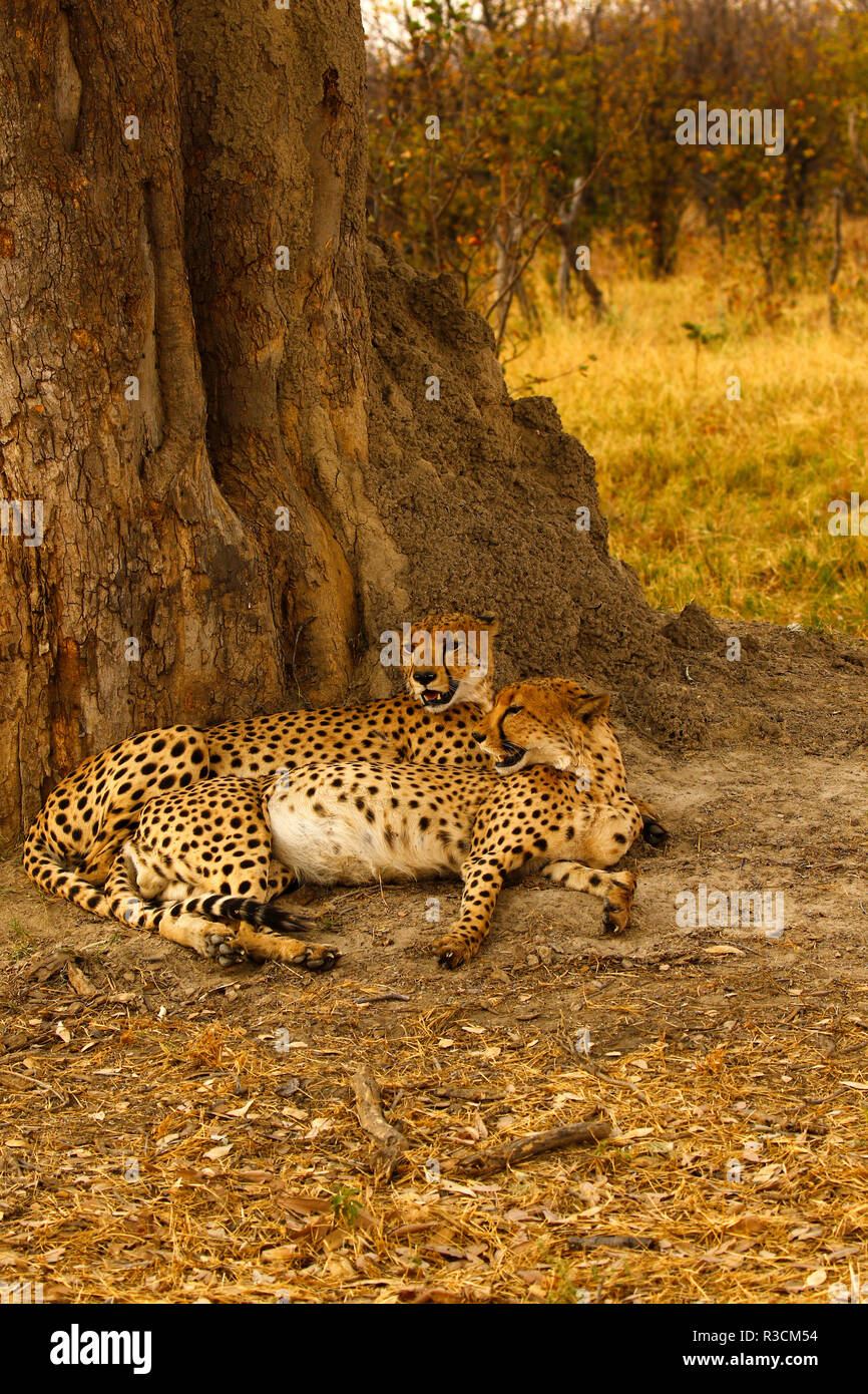 Cheetah Brothers relaxing after a meal Stock Photo - Alamy