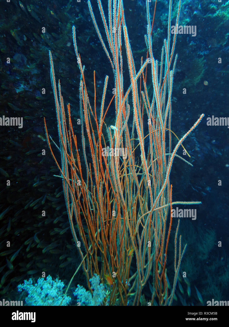 red whip gorgonian Stock Photo - Alamy