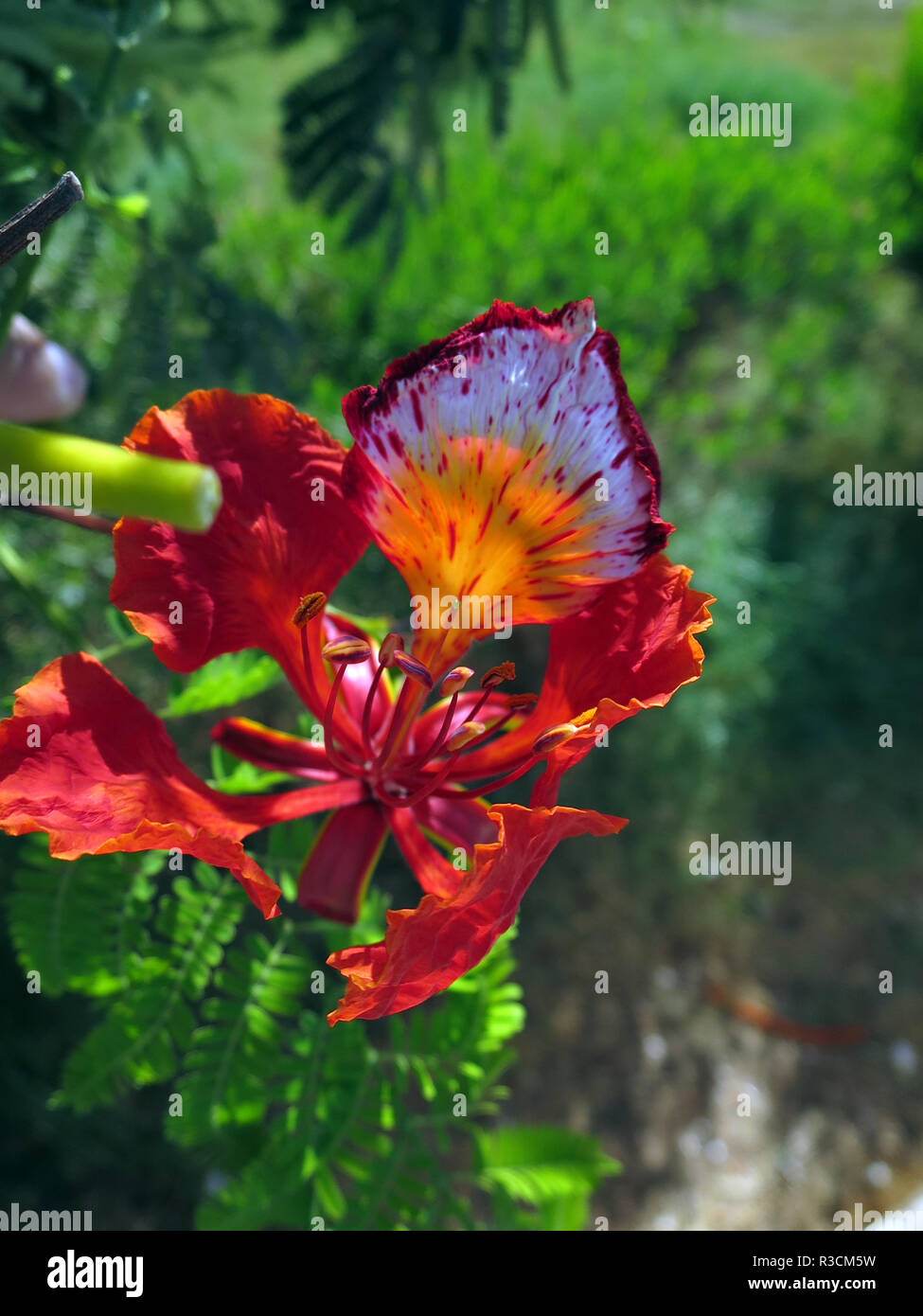 Scarlet flame tree hi-res stock photography and images - Alamy