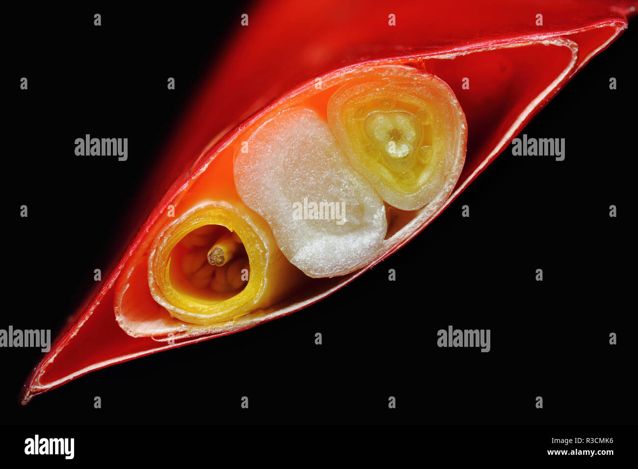 cross section of a bromeliad bud Stock Photo - Alamy