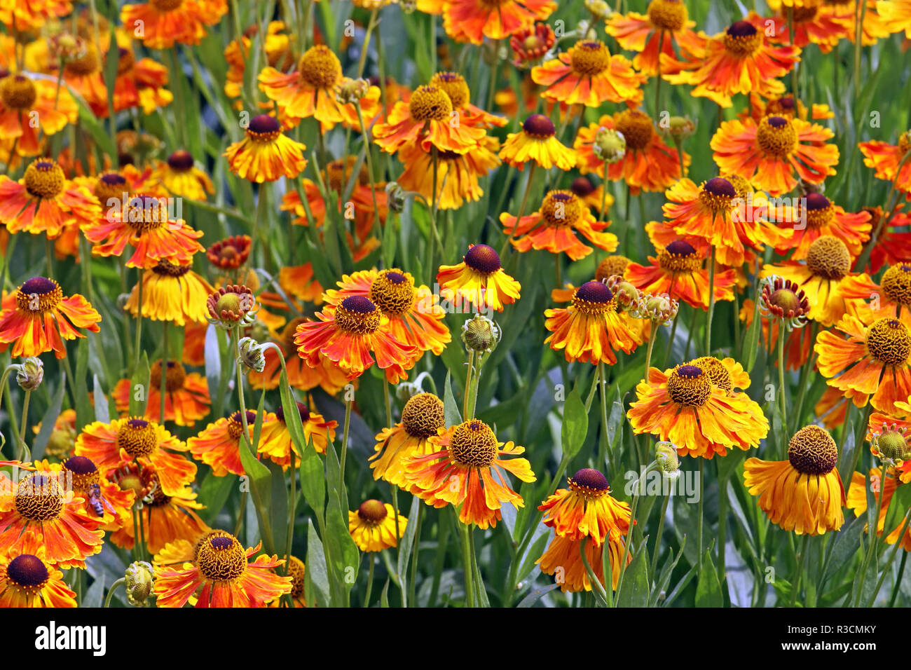 Blossoms of sneezeweed hi-res stock photography and images - Alamy