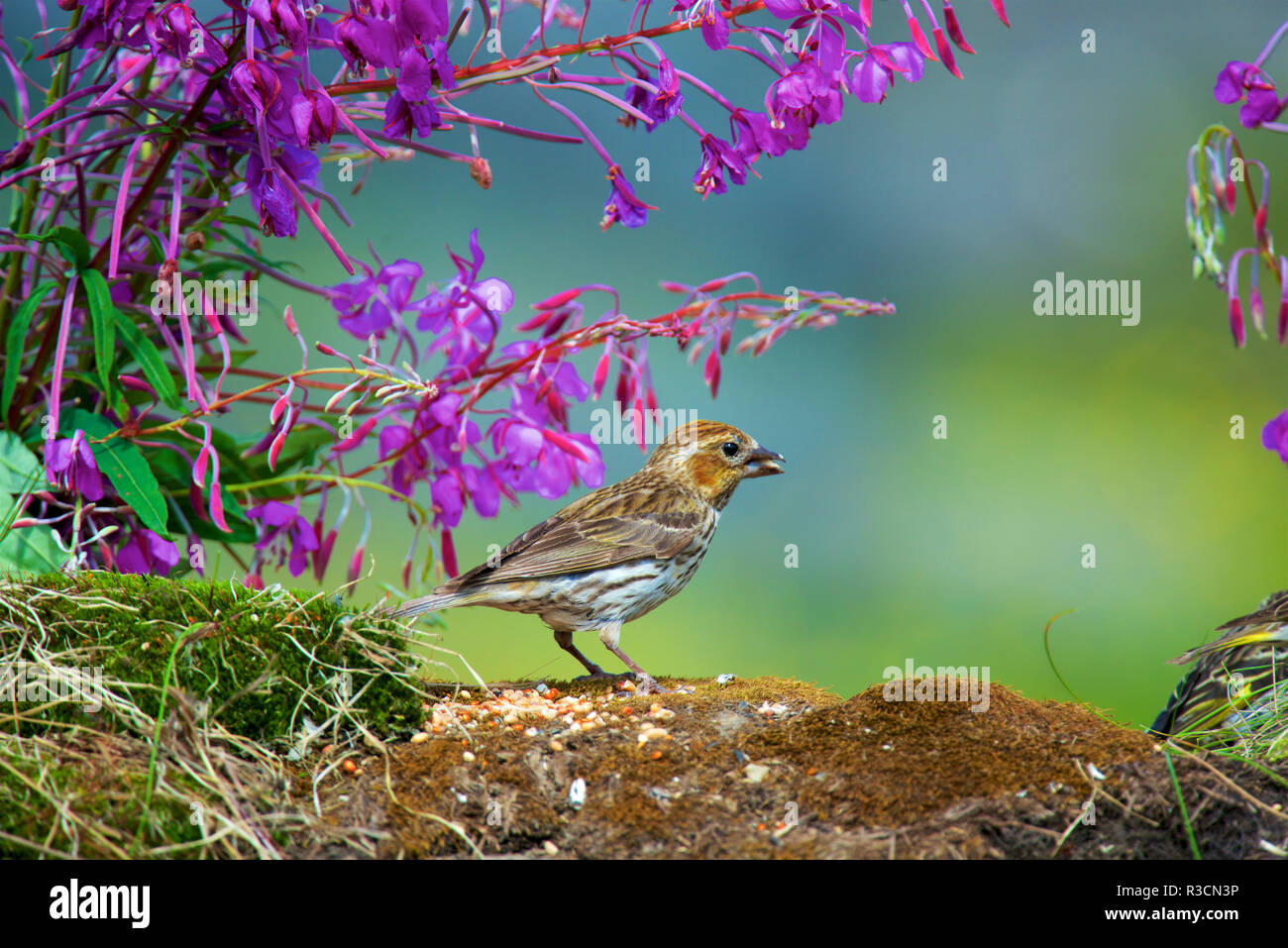The purple finch is a bird in the finch family, Fringillidae ...