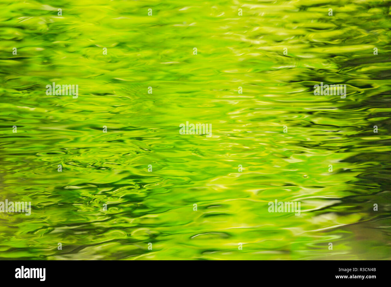 Summer Maple Leaf reflections, Goldstream River, Goldstream Provincial ...