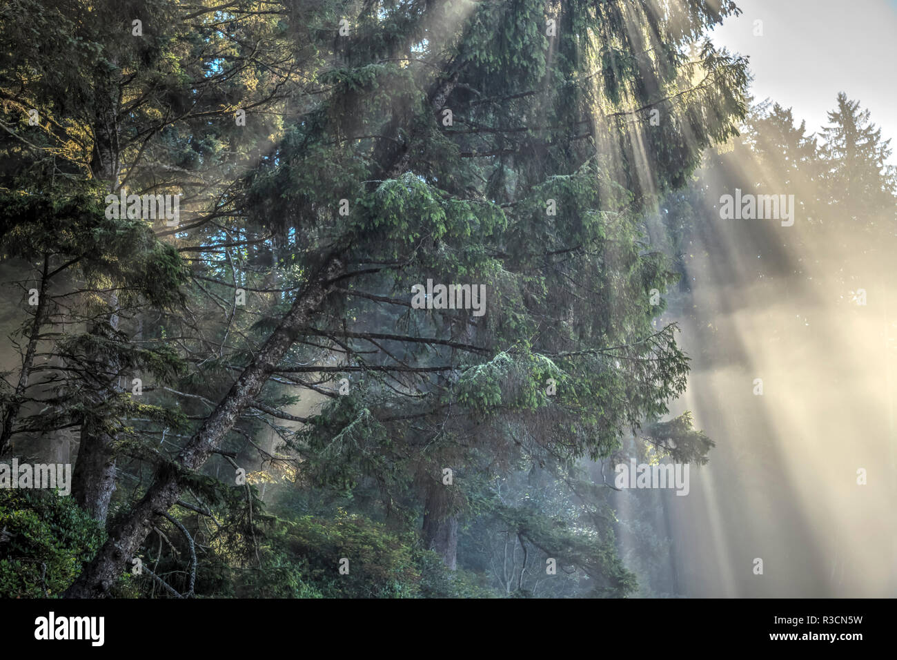 Sun streaming through trees, Juan De Fuca Trail, near Jordan River ...