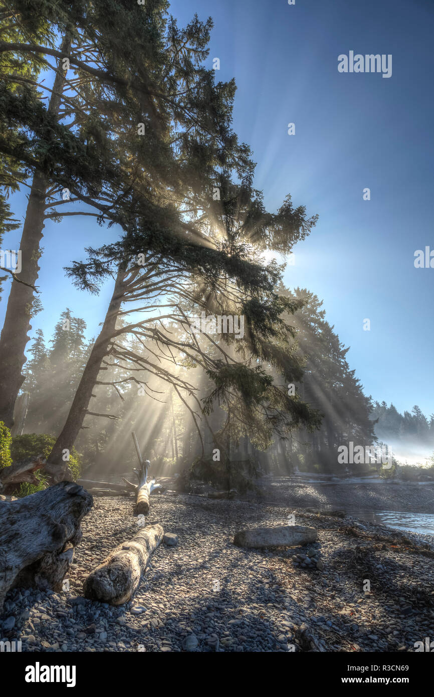 Sun streaming through trees, Juan De Fuca Trail, near Jordan River ...