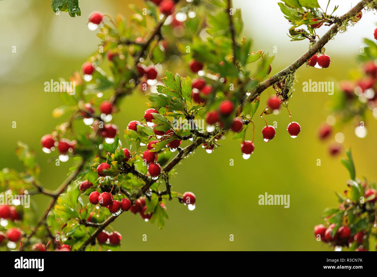British hawthorn hi-res stock photography and images - Alamy