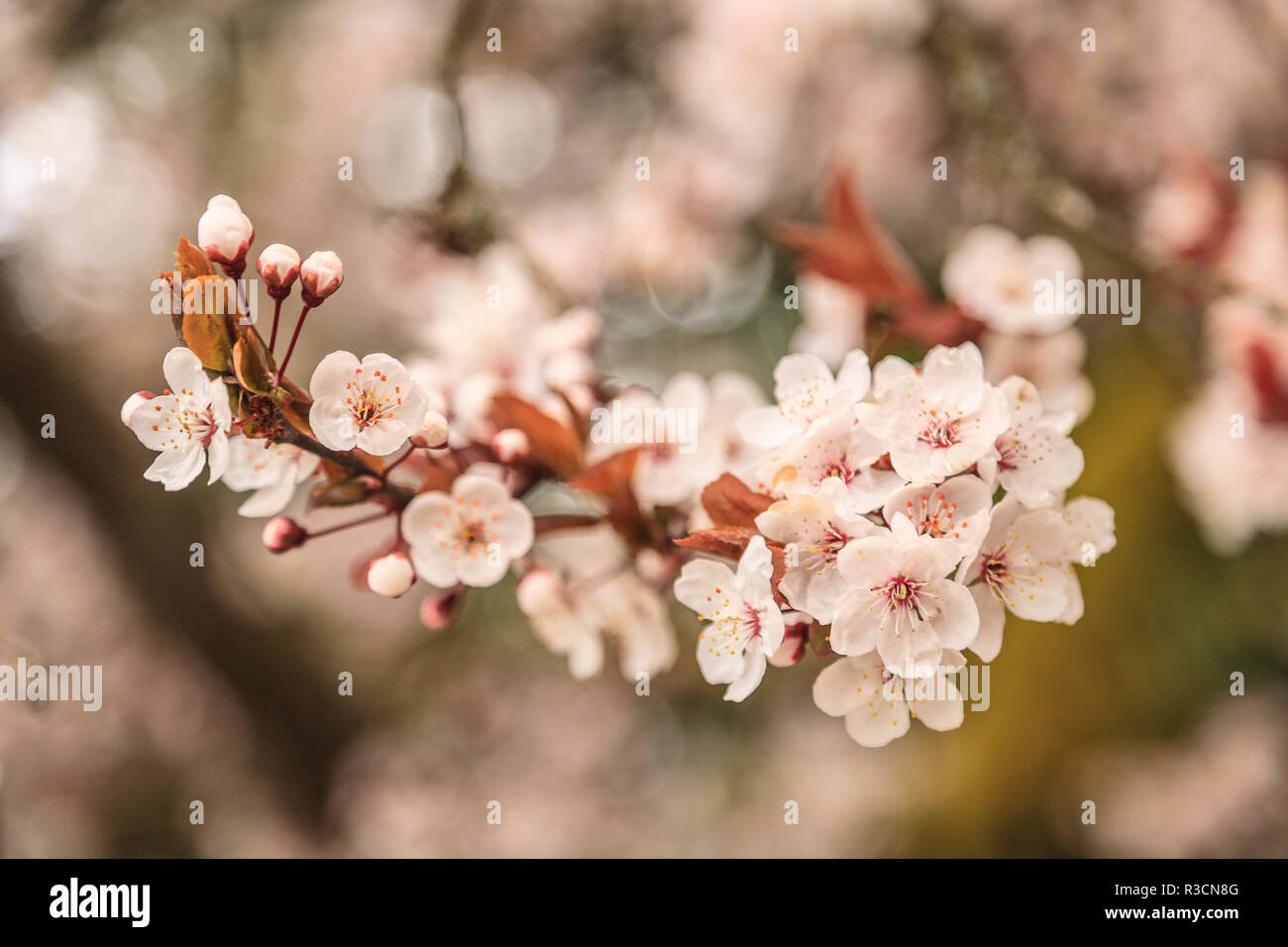 Spring flowers on Vancouver Island, British Columbia, Canada Stock ...
