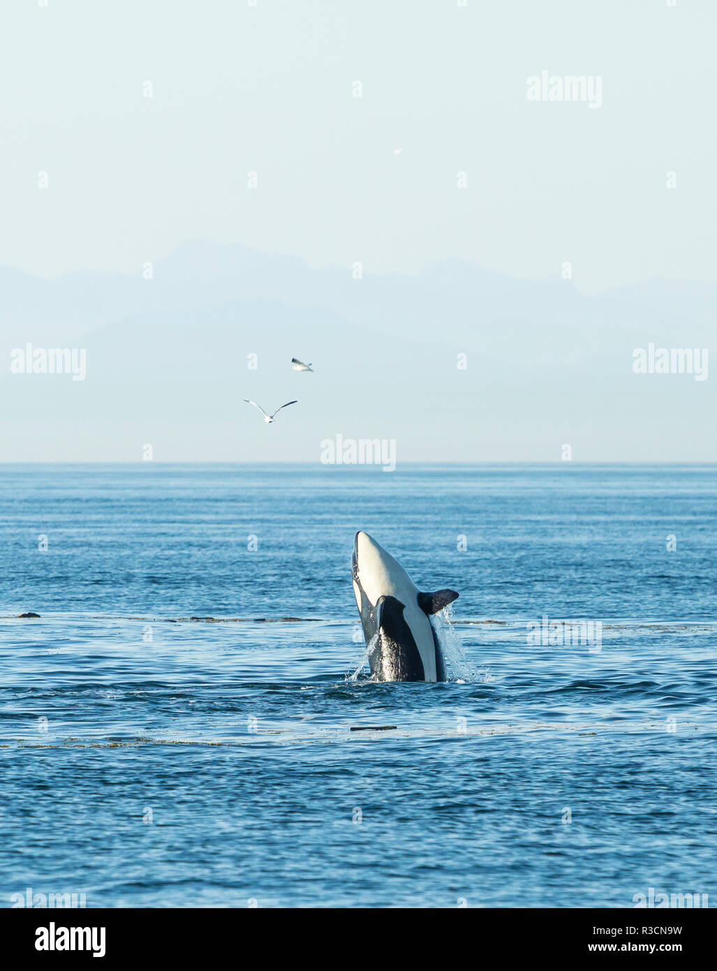 Breaching Orca (Orcinus orca) at Boundary Pass, border between British ...