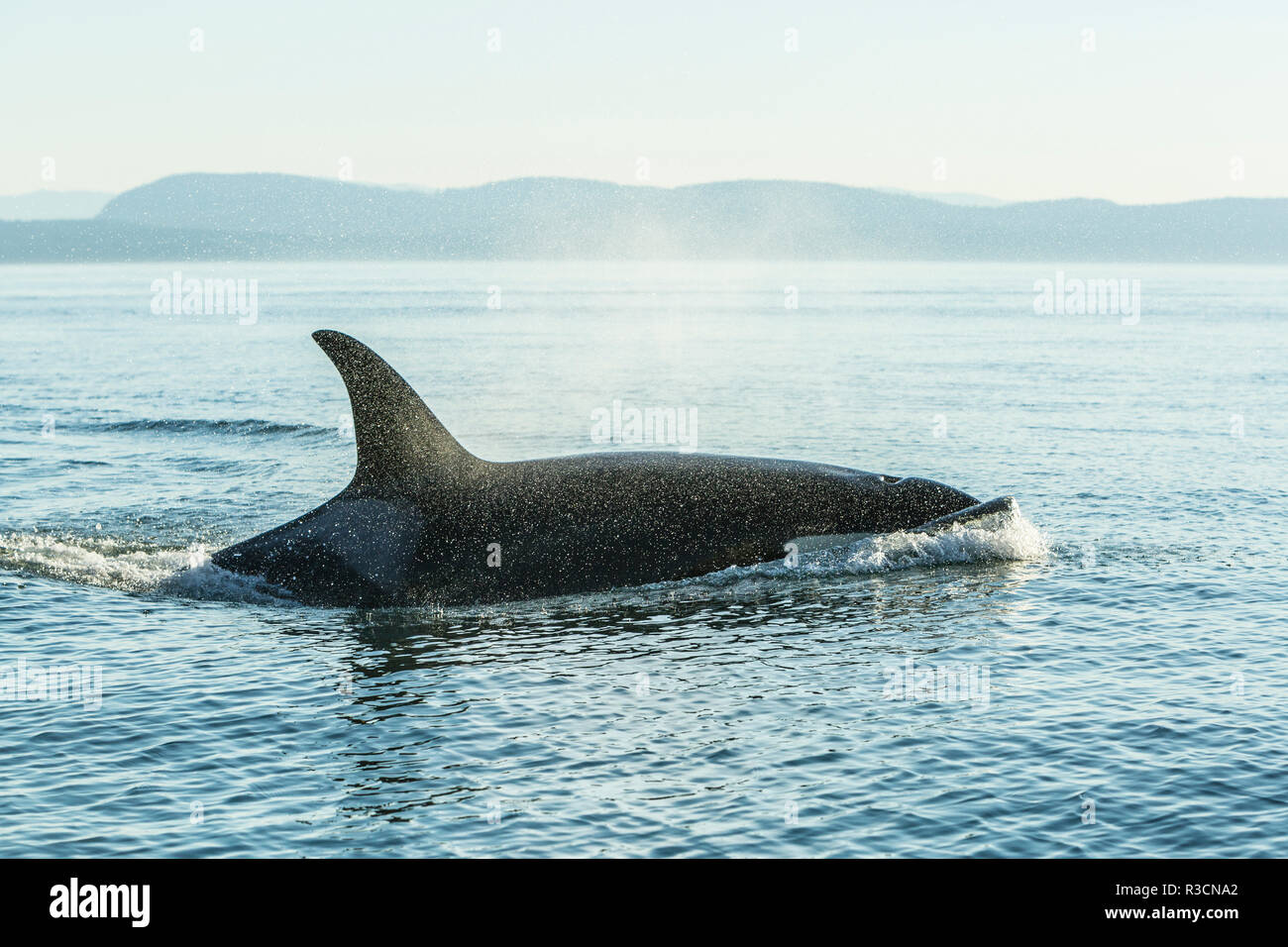 Surfacing resident Orca Whales (Orcinus orca) at Boundary Pass, border ...