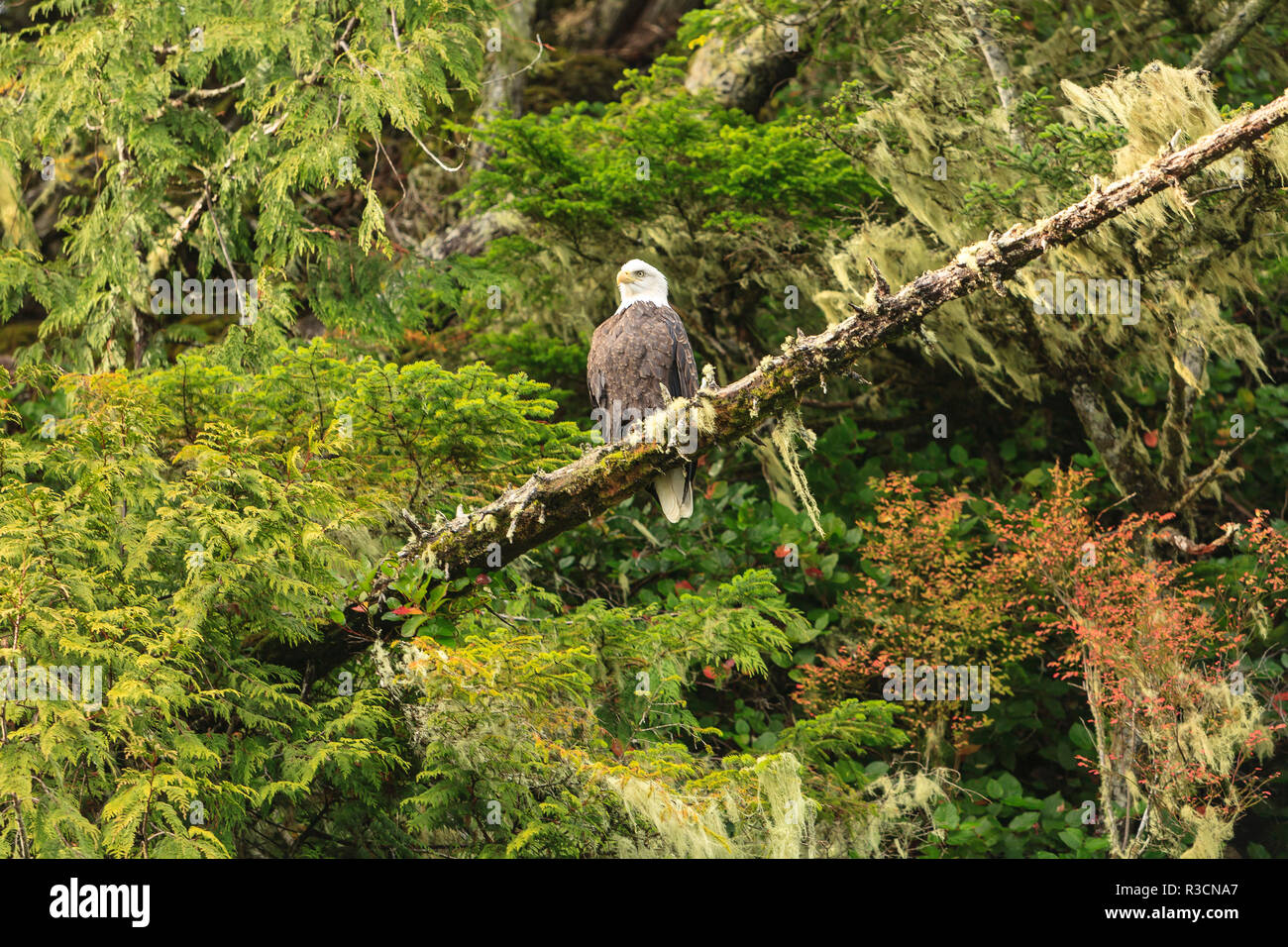 Bald eagle of british columbia hi-res stock photography and images - Alamy