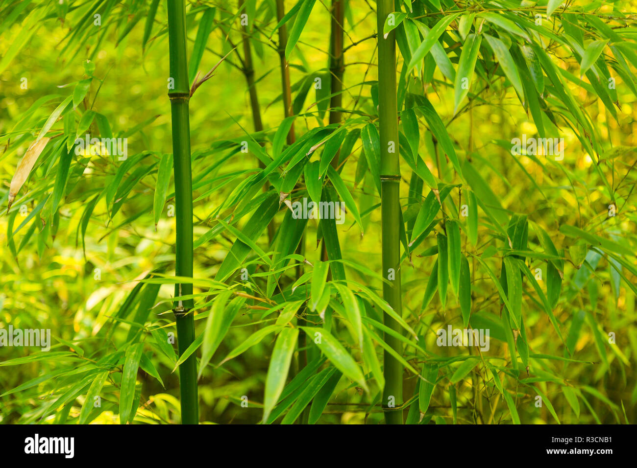 Bamboo plants growing in British Columbia, Canada Stock Photo - Alamy