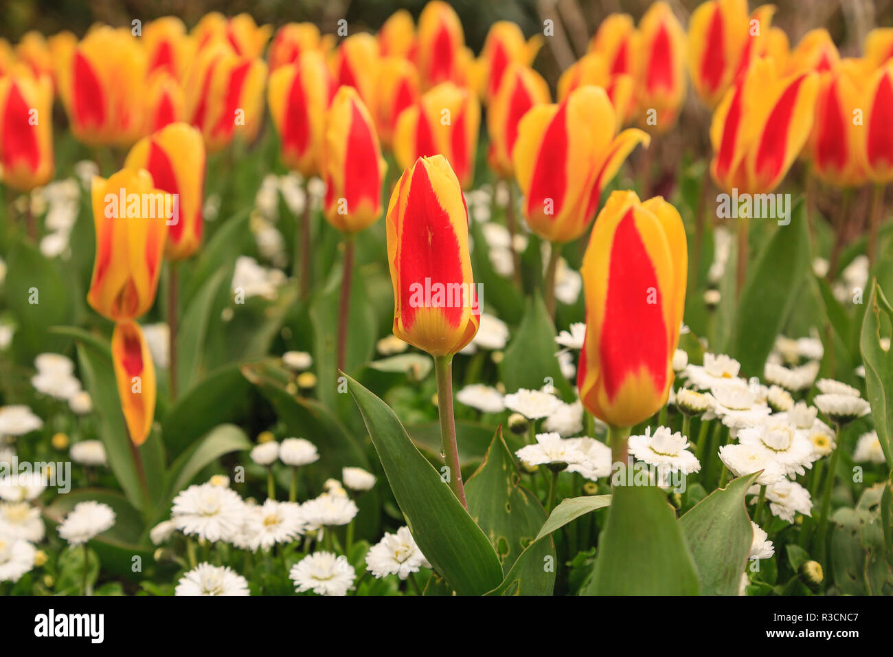 British spring hi-res stock photography and images - Alamy