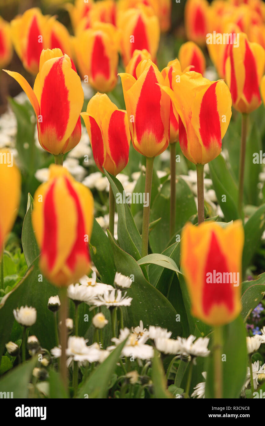 British spring hi-res stock photography and images - Alamy