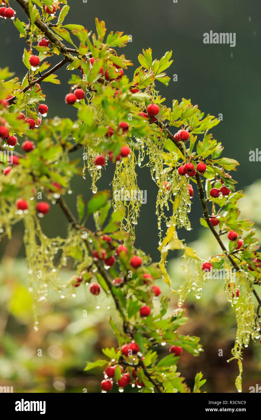British hawthorn hi-res stock photography and images - Alamy