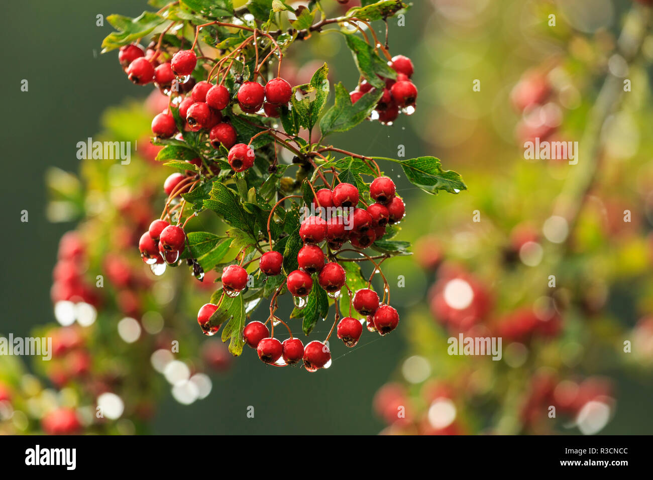 British hawthorn hi-res stock photography and images - Alamy