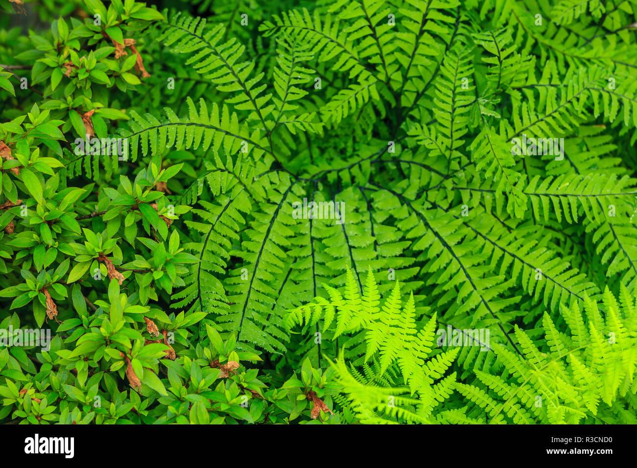 British ferns hi-res stock photography and images - Alamy