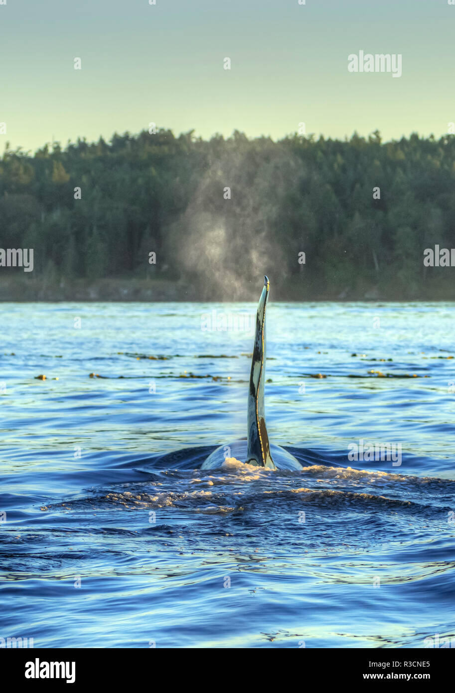 Transient Orca Whales (Orcinus orca) near D'Arcy Island, Gulf Island ...