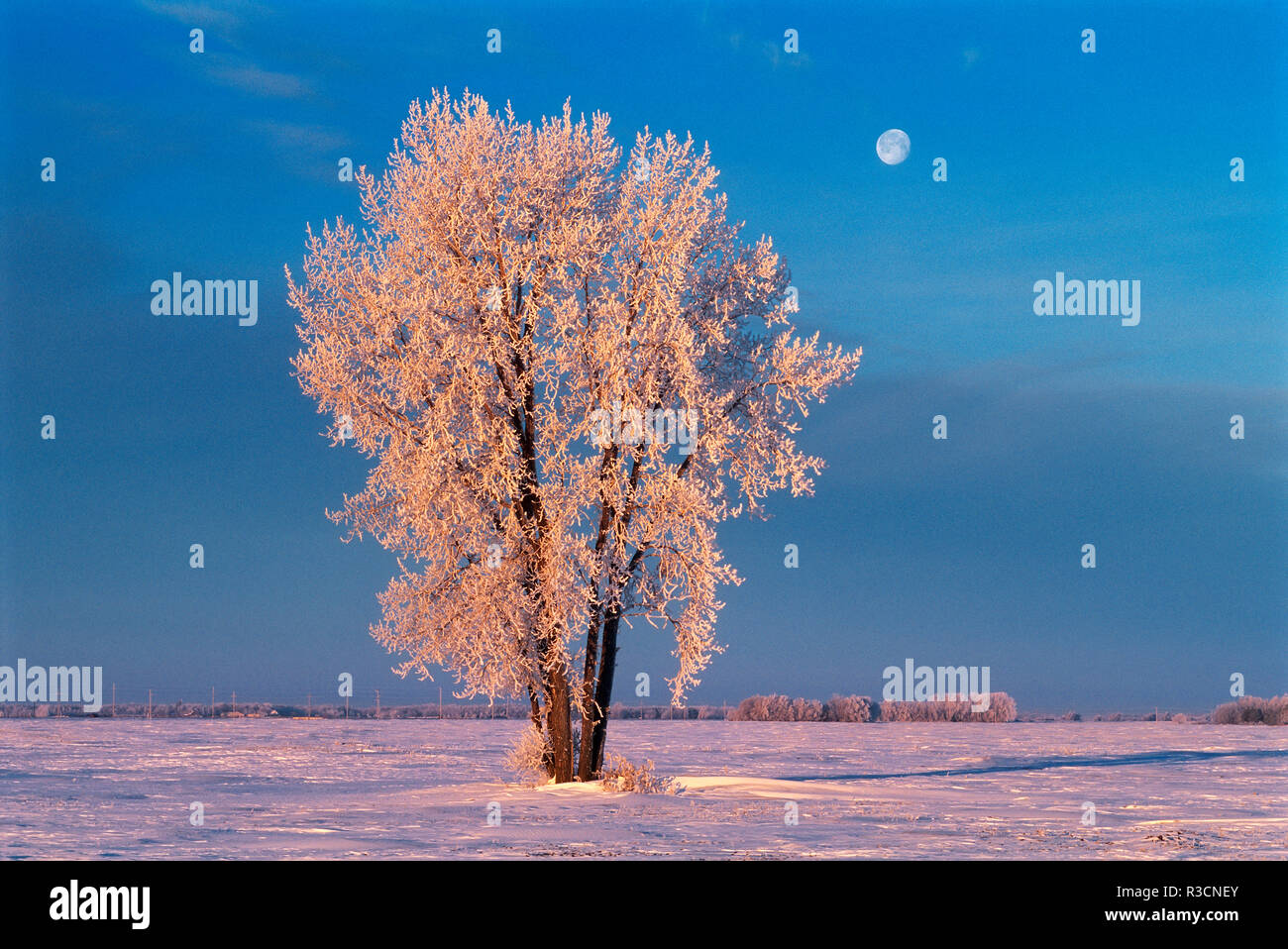 Canada, Manitoba, Dugald. Hoarfrost on cottonwood tree and setting moon ...