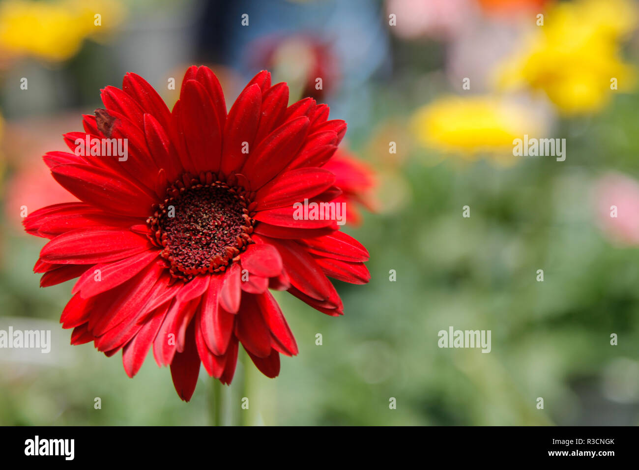 Red Gerbera Daisy in the Wild Gardens Stock Photo - Alamy
