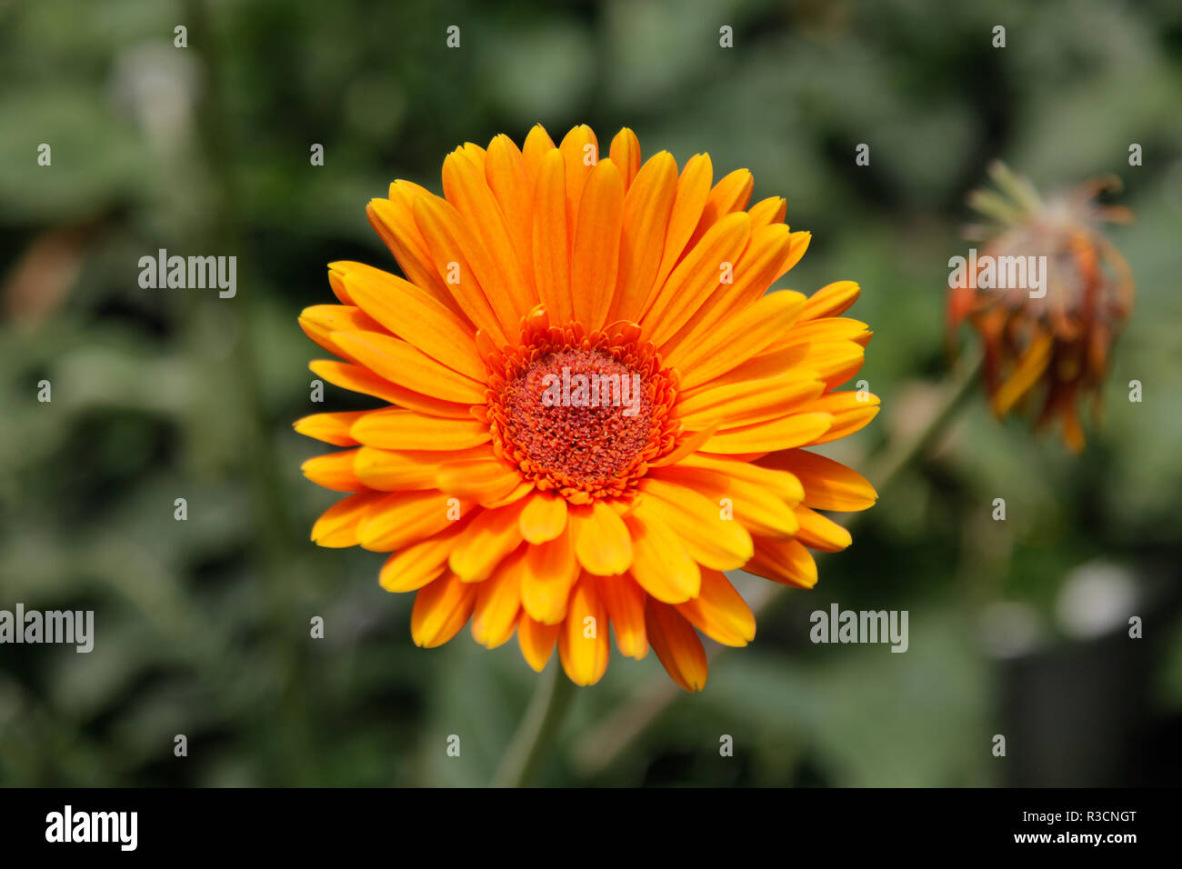 Orange Gerbera Daisy in the Wild Gardens Stock Photo - Alamy