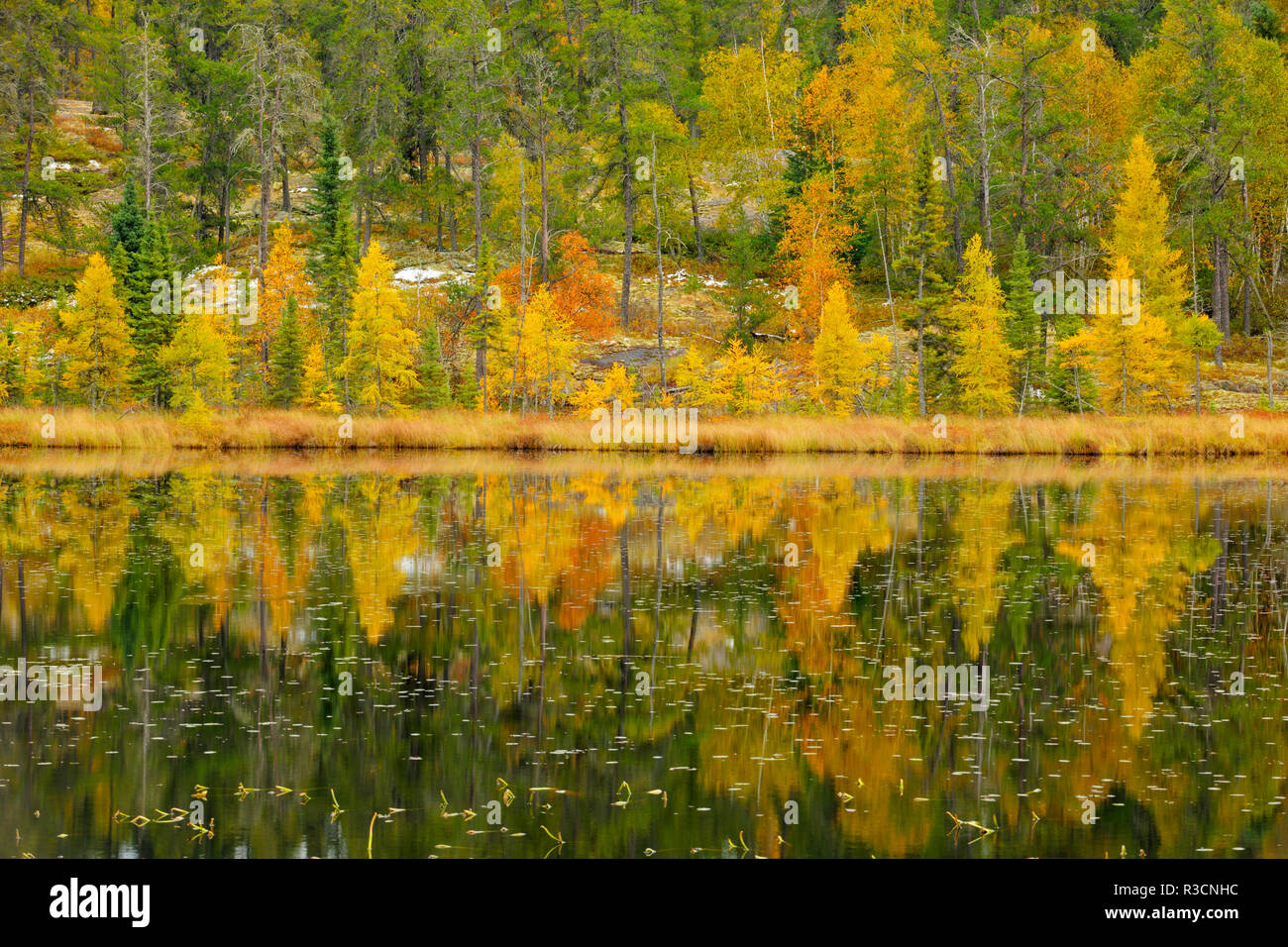 Canada, Manitoba, Whiteshell Provincial Park. Larches reflected in lily ...