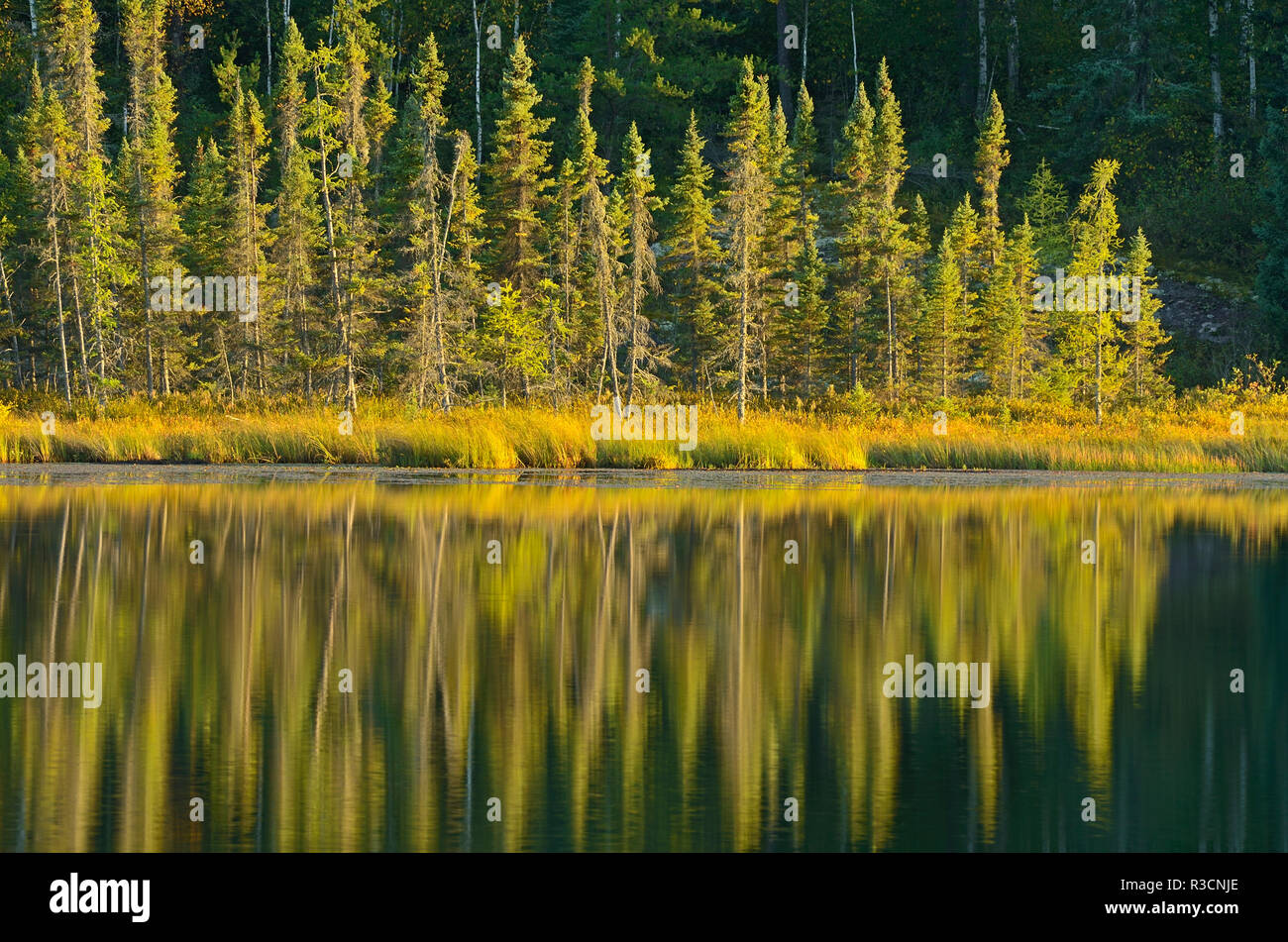 Canada, Manitoba, Whiteshell Provincial Park. Evergreen trees reflected ...