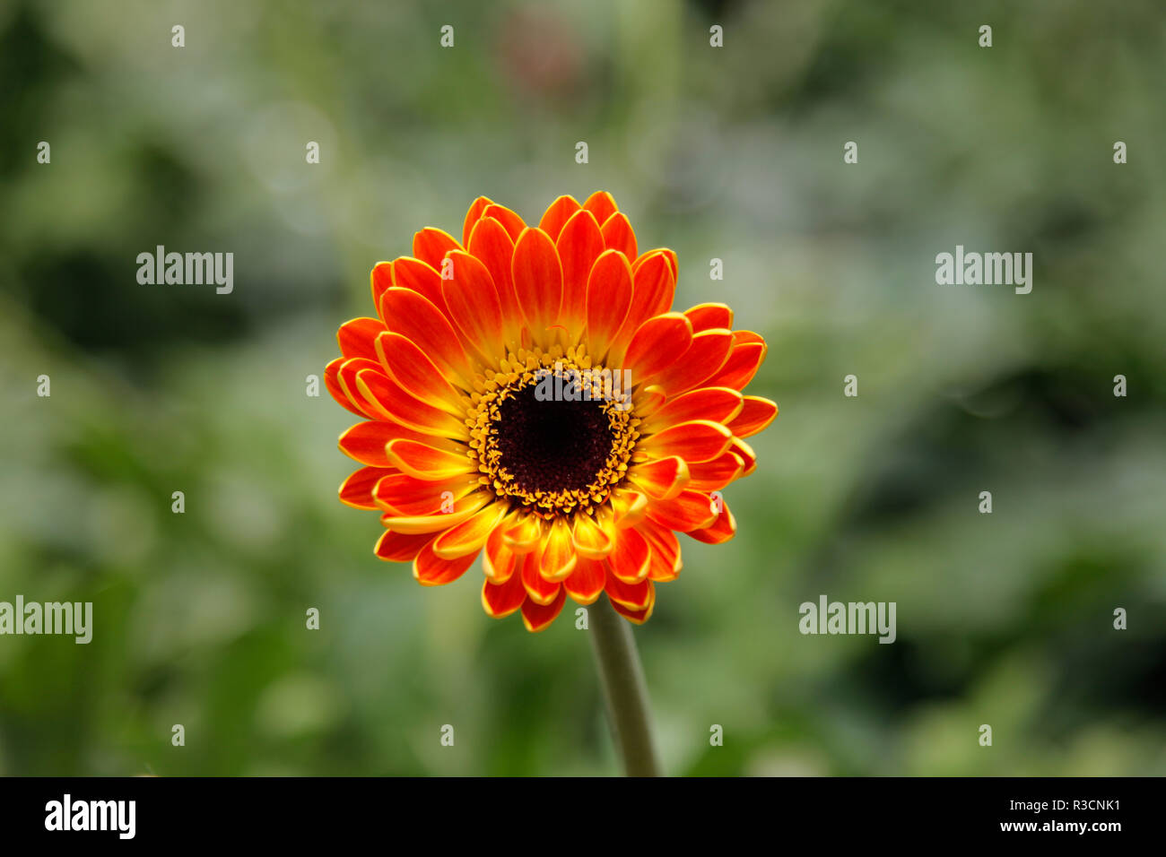 Orange Gerbera Daisy in the Wild Gardens Stock Photo - Alamy